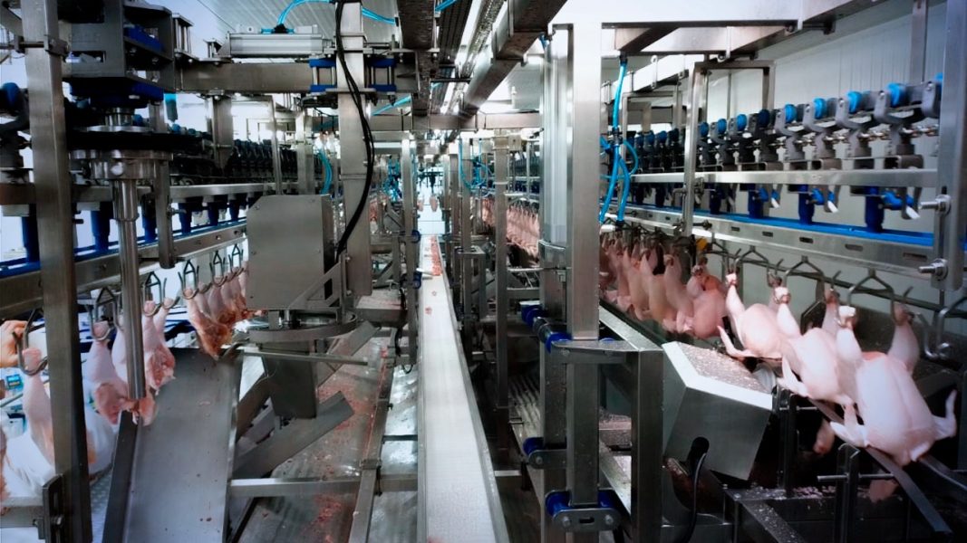 Frango Dourado adquire linha de cortes de carcaças de frangos da ...